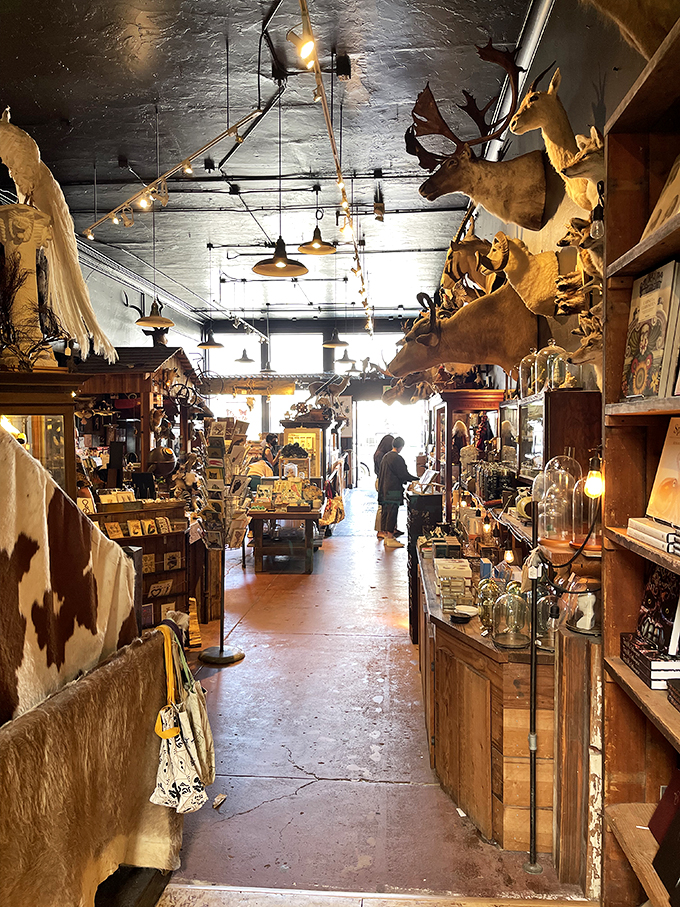 Step inside and prepare for sensory overload! Taxidermy, fossils, and curios compete for your attention in this real-life cabinet of curiosities.