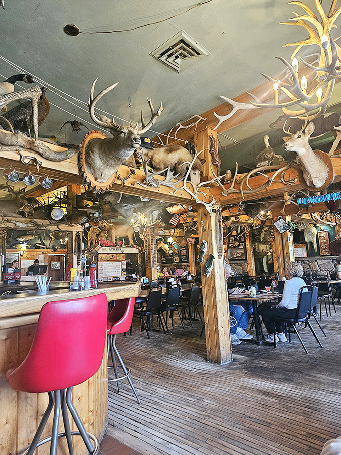 Step into a hunter's fever dream! Antlers galore and stuffed critters watch over diners, creating an atmosphere that's equal parts quirky and cozy.