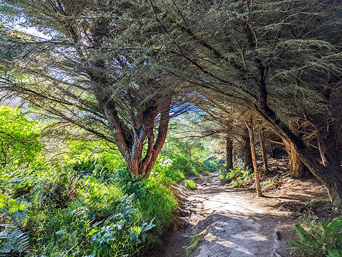 Welcome to the Enchanted Forest! This trail looks like it leads straight to Narnia, minus the talking animals (but hey, a hiker can dream).