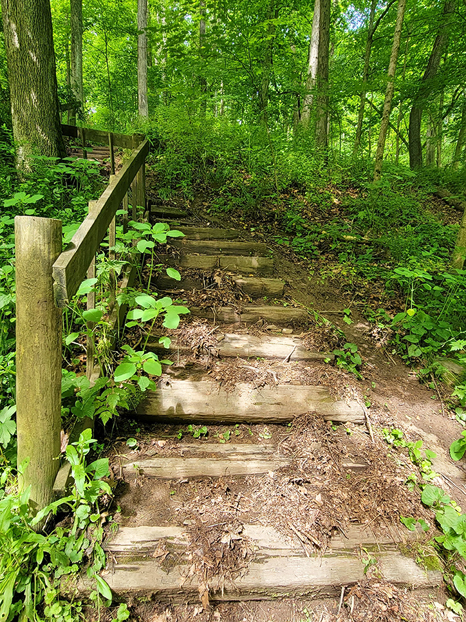 Stairway to serenity! These rustic steps lead you deeper into the forest, where each crunch of leaves underfoot tells a story of seasons past.