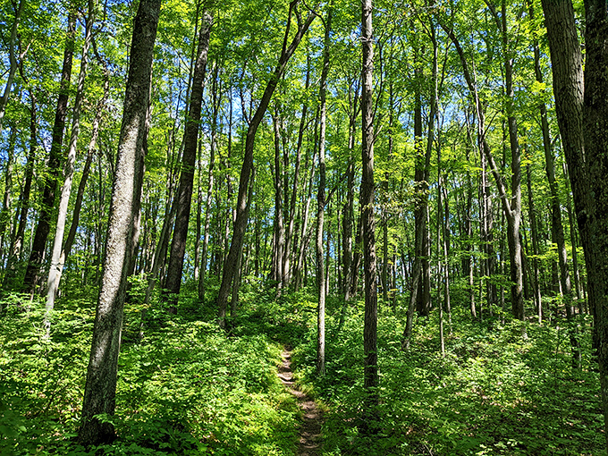 Forget yellow brick roads; this emerald path through towering trees is the real magical journey. Narnia's got nothing on Wisconsin!
