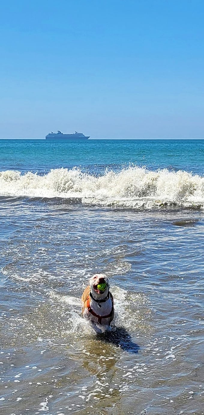 Who let the dogs out? This pup did! A happy hound frolicking in the waves, with a cruise ship on the horizon.