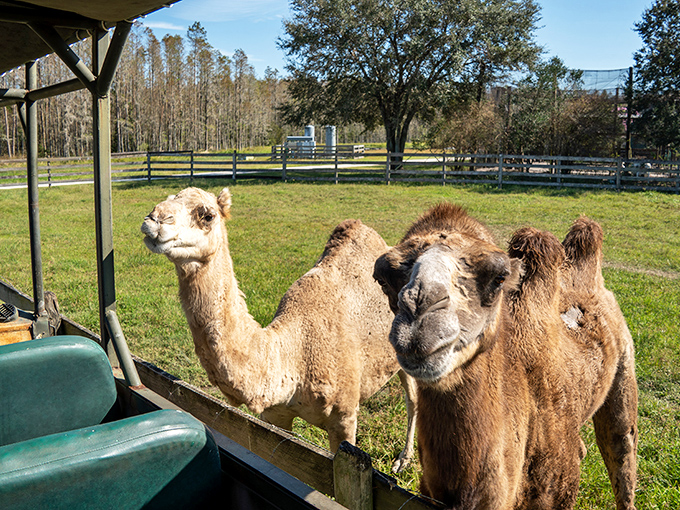 Camel-flage not required! At Safari Wilderness Ranch, you're the star of your own nature documentary.