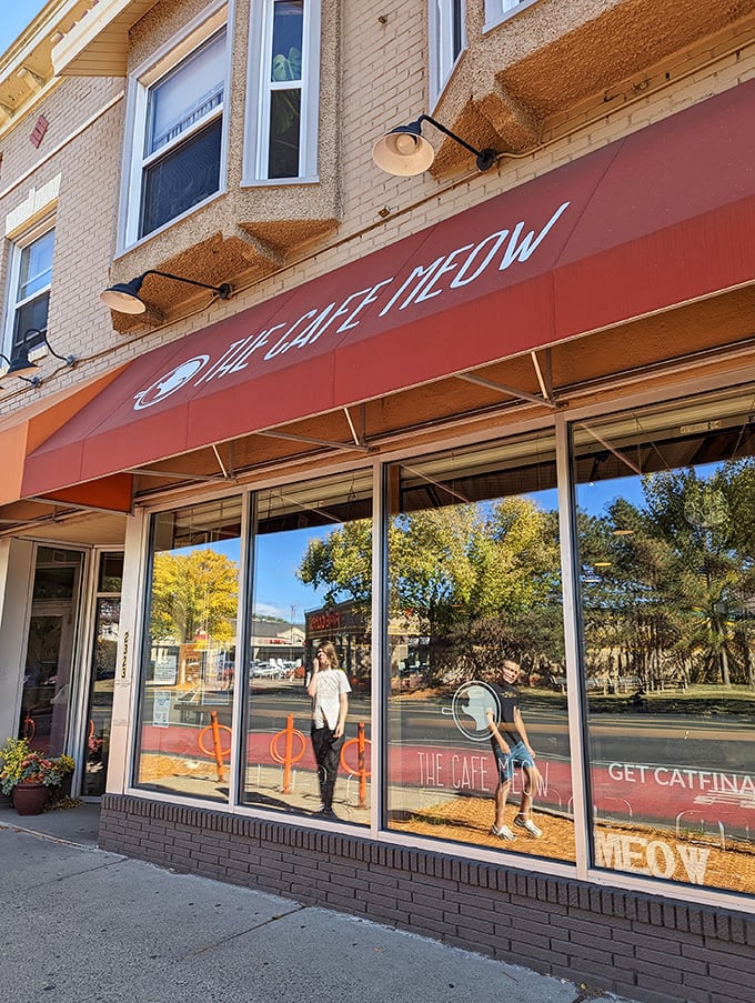 The Cafe Meow: Get "catfinated" in Roseville! It's like Cheers, but with more whiskers and less Norm.