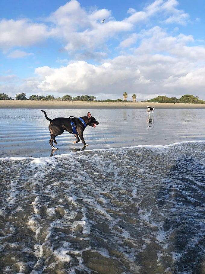 Doggy paddle perfection! Two pooches explore the shallows while another keeps watch on the shore. Canine lifeguards in training?