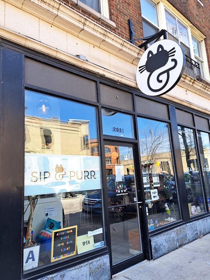 Inside Sip & Purr: It's like your cool friend's loft apartment, if your cool friend happened to have a dozen cats.