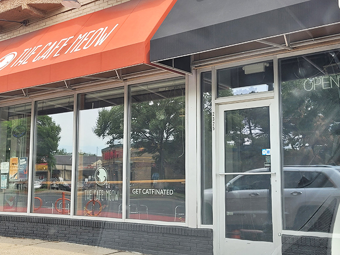 Roseville's finest furballs await! The Cafe Meow is where I Love Lucy meets Cat TV &ndash; pure, unadulterated joy.