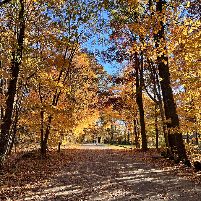 Autumn's grand finale at The Ledges. Nature's confetti blankets the ground, while trees put on a color show that'd make Broadway jealous.