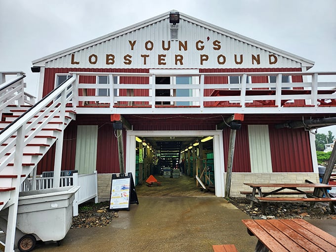 At Young's, picking your dinner is like seafood speed dating. Don't worry, it's love at first bite every time!