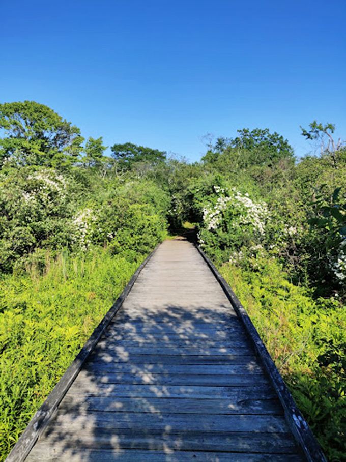 Follow the yellow brick... er, wooden road! This boardwalk promises more magic than Dorothy's journey to Oz.