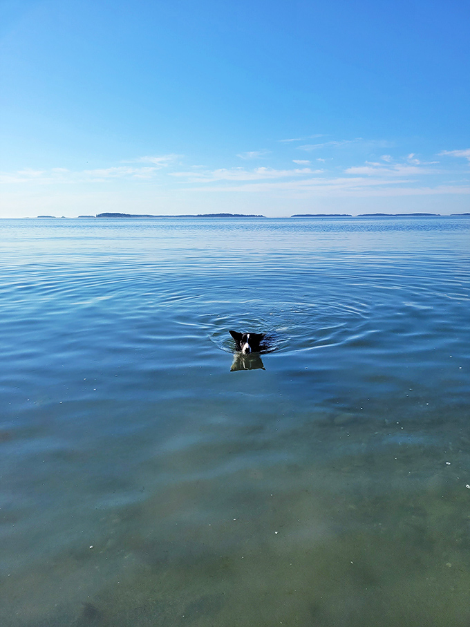 Who needs a pool when you've got the Atlantic? This pup's living its best life, showing us how to really dive into a Maine vacation.
