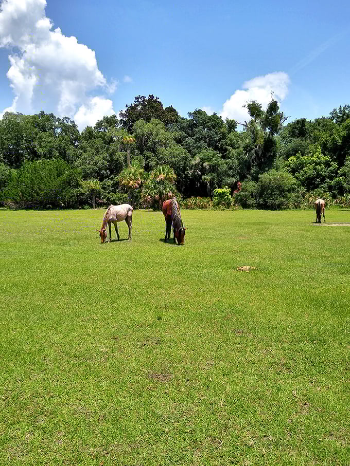 "Horses": Wild horses couldn't drag me away! These four-legged locals are living their best "Marguerita-ville" life on Cumberland Island.