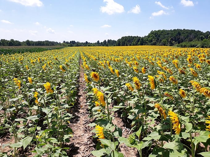 Van Gogh, eat your heart out! These sunflowers are putting on a show that would make even the grumpiest bee smile.