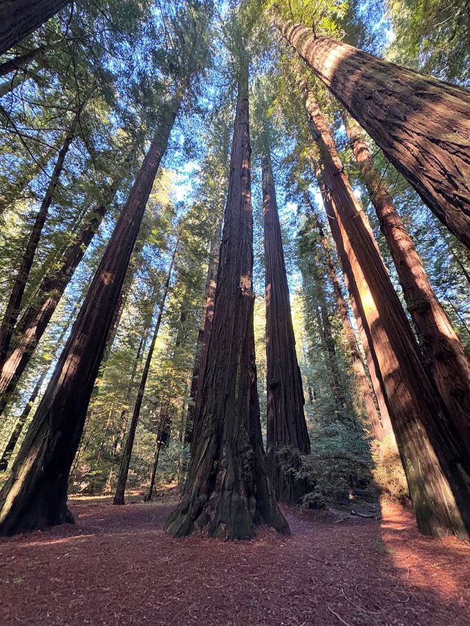 Talk about a neck workout! These towering redwoods make you feel like Alice after she drank that "Drink Me" potion.