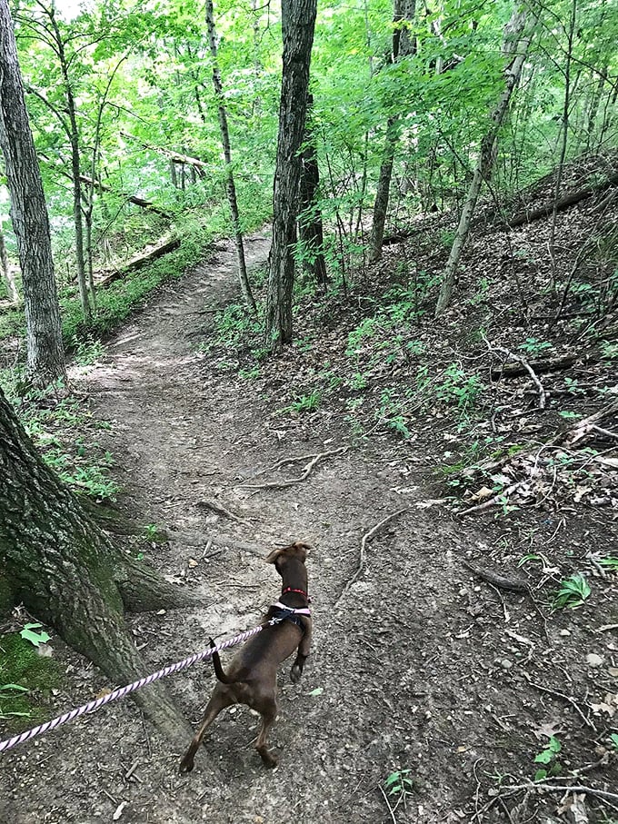 Who let the dogs out? This trail did! Winding paths beckon both two-legged and four-legged explorers into Kickapoo's lush green embrace.
