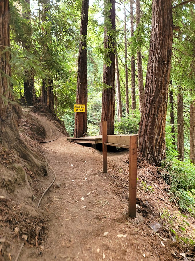 Caution: Normal walking may be hazardous to your equilibrium. This trail leads to mind-bending adventures among towering redwoods.