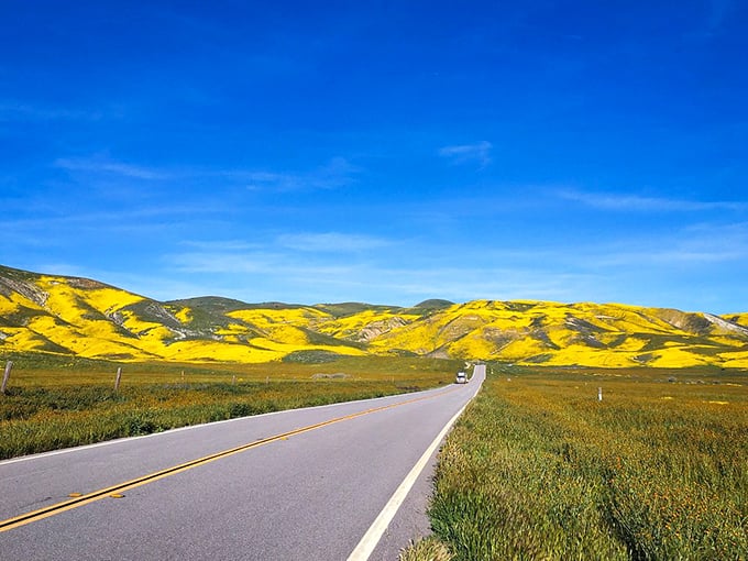 Road trip goals: Where the asphalt meets the awesome. This drive is like cruising through a living, breathing Monet painting.