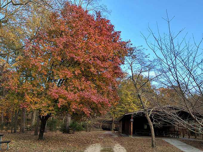 Fall in love with fall: Martinak's autumn colors are so vibrant, you'll swear Mother Nature hired a Hollywood set designer. Leaf peeping never looked so good!