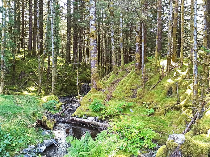 Enchanted forest or Ewok village? This lush wonderland has me half-expecting to see Yoda peeking out from behind a mossy trunk.