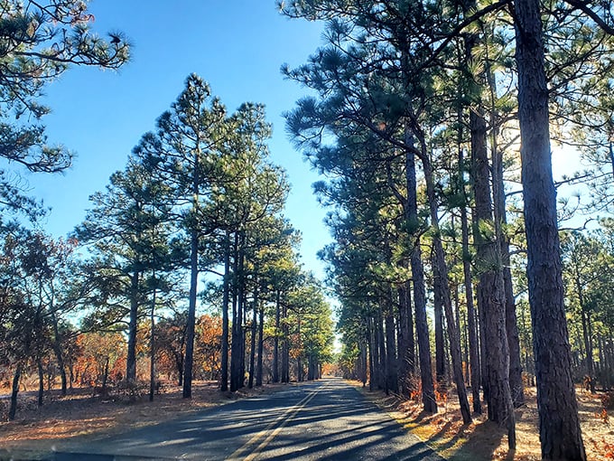 The road less traveled, now with more pine trees. This sun-dappled forest drive is like nature's version of a red carpet, minus the paparazzi.