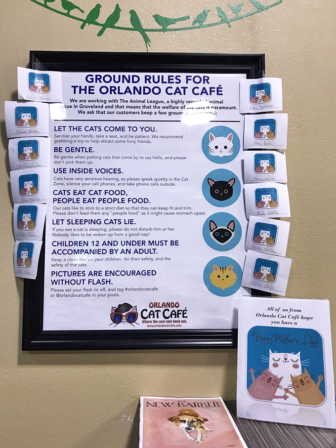 The Ten Cat-mandments: Rules to live by in this whisker wonderland. Remember, what happens in the Cat Caf&eacute;, stays in the Cat Caf&eacute;!