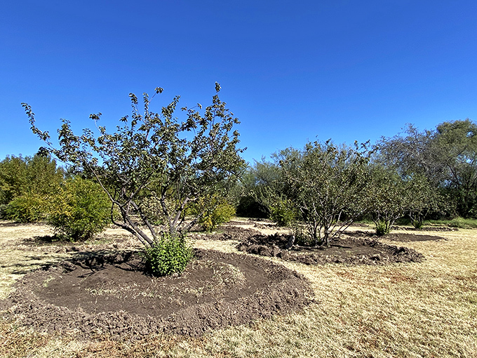 These trees aren't just plants, they're time travelers. Imagine biting into fruit with roots stretching back centuries &ndash; it's like tasting history, but juicier.