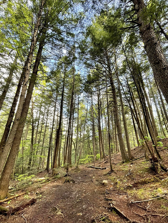 Forget yellow brick roads, this pine-scented path leads to a watery wonderland that Dorothy could only dream of.