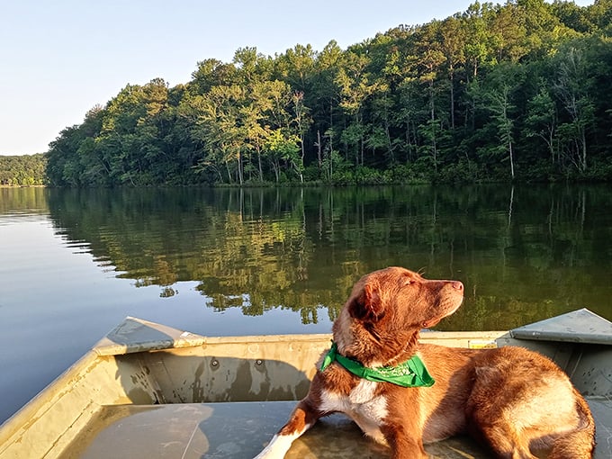 All aboard the S.S. Good Boy! This furry first mate is living his best life, proving that dog is man's best friend and nature's biggest fan.