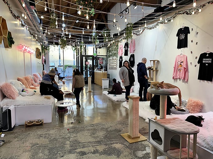 Step into a world where string lights and cat trees reign supreme. It's as if IKEA and a cat lady's dream had a beautiful, whimsical baby.