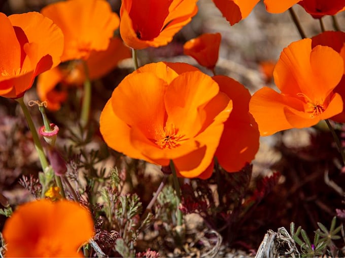 Up close and personal with California's state flower. These poppies are ready for their close-up, Mr. DeMille!
