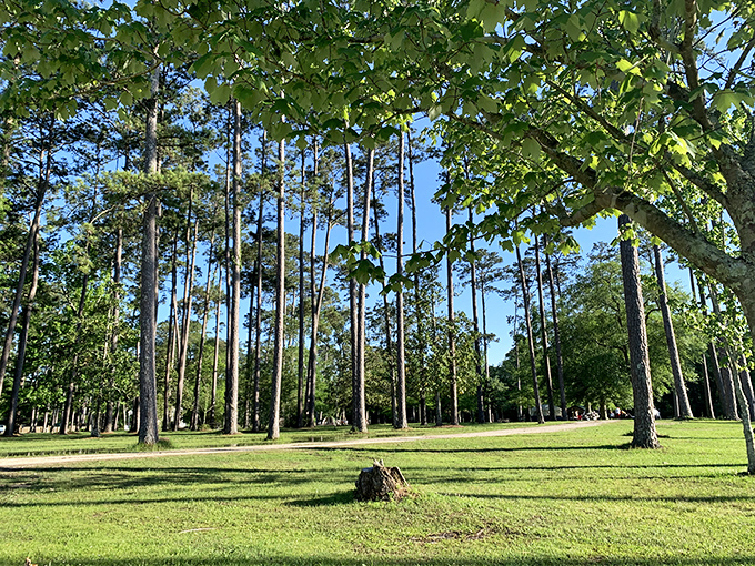 Nature's skyscrapers reach for the clouds. These towering pines make you feel like Alice after she nibbled the "grow me" cake.