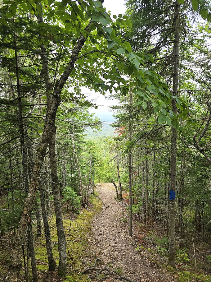 Narnia called, they want their magical pathway back. This enchanting trail beckons adventurers to explore Aroostook's lush, green wonderland.