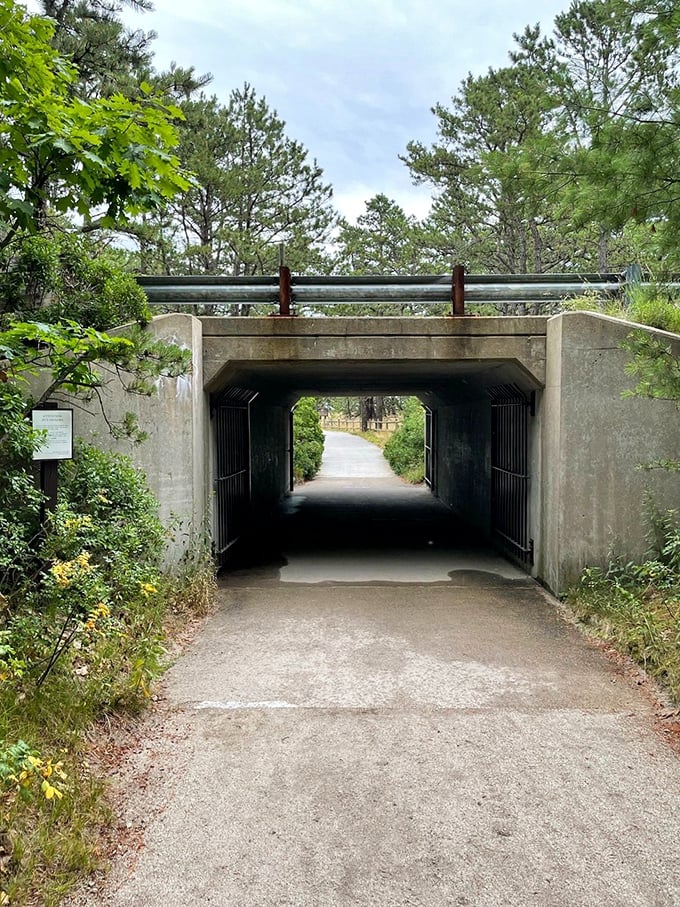 Who needs a yellow brick road when you've got this magical tunnel? It's like stepping through a portal to your own beachside Narnia.