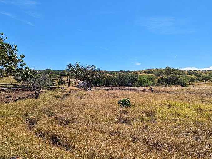 Fields of gold: Lapakahi's sun-kissed meadows stretch out like nature's own shag carpet. Just don't try vacuuming it!