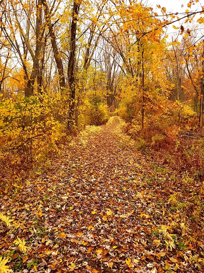 Autumn's confetti parade! This trail is Mother Nature's red carpet, and you're the VIP. Time to crunch your way to serenity.