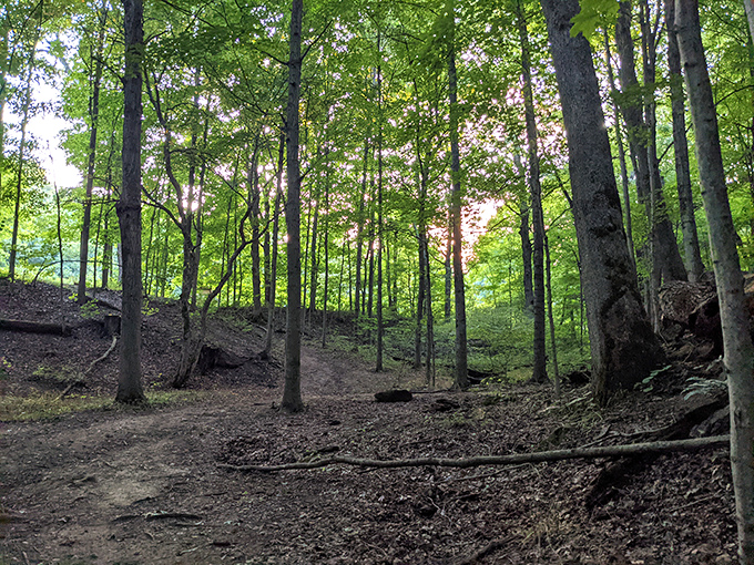 A forest straight out of a fairy tale, minus the talking animals. Though if you listen closely, the trees might whisper secrets.