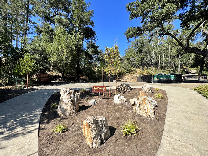 "To Forest" or not "To Forest"? That's not even a question in Calistoga's Petrified wonderland.