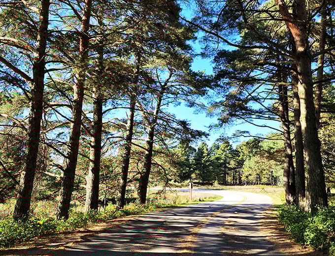 Follow the yellow brick road? Nah, this winding trail through towering pines is way better. Oz has nothing on Wisconsin's natural wonders!