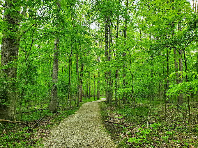 Follow the yellow brick... er, gravel road! This winding trail through Findley's lush forest promises a journey as magical as any trip to Oz.