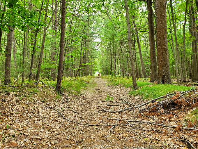 Narnia called, they want their magical forest path back. This trail promises adventure with every step.