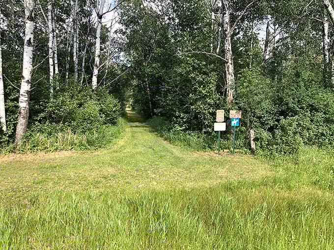 Birch-lined trails: Nature's version of a yellow brick road. Follow this path into a world where cell service fades and your inner child comes out to play.