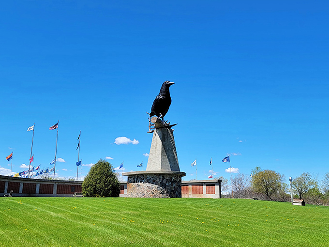 From this angle, it's clear why crows are called a "murder." This one's killing it in the size department!
