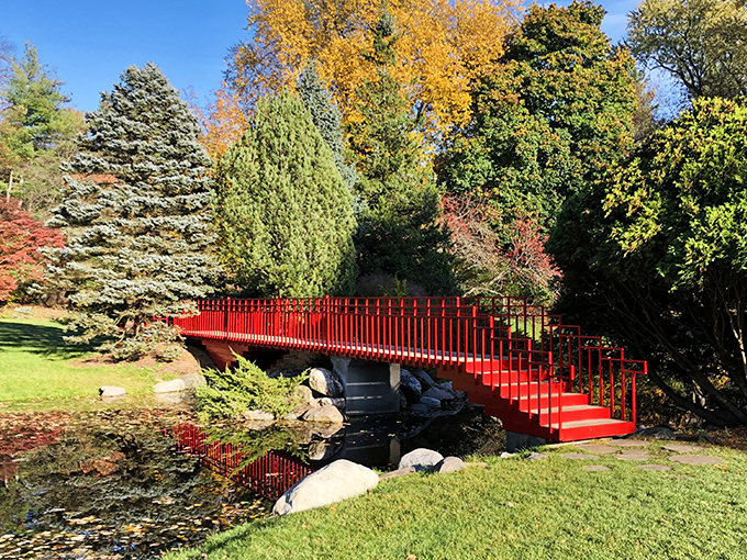 Red alert! Dow Gardens' vibrant bridge is like nature's version of the yellow brick road. Follow the crimson path!