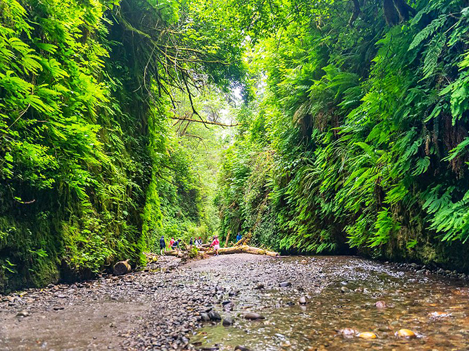 Fern Canyon: Jurassic Park without the raptors. It's so green, you'll wonder if you've stumbled into a chlorophyll convention.