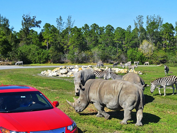 Lions and rhinos and zebras, oh my! At Lion Country Safari, your car becomes a four-wheeled safari vehicle.