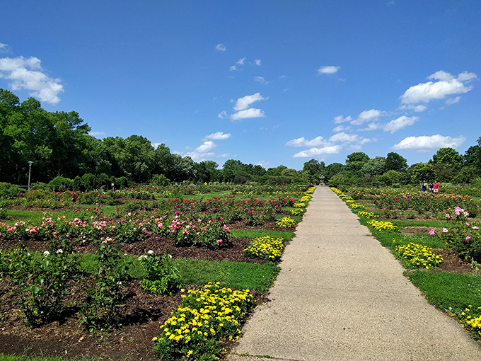 Rose-colored glasses not required! Lyndale Park's garden is a kaleidoscope of petals that would make even the Queen of Hearts jealous.