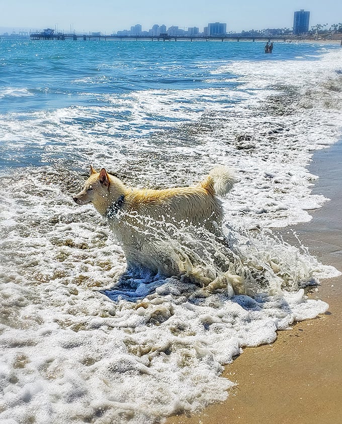 Splashing good time at Rosie's Dog Beach! The best waves and sun for a happy Long Beach pup.