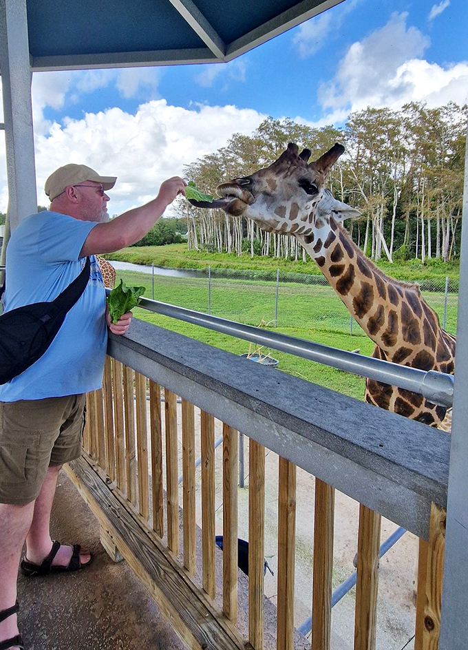 No need to play 'I Spy' here &ndash; the wildlife at Lion Country Safari is impossible to miss!