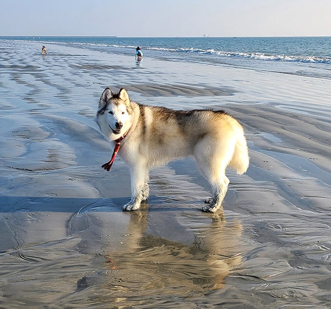 Beach royalty! Enjoying a beautiful, sunny day walk along the wet sand at Rosie's Dog Beach in Long Beach.