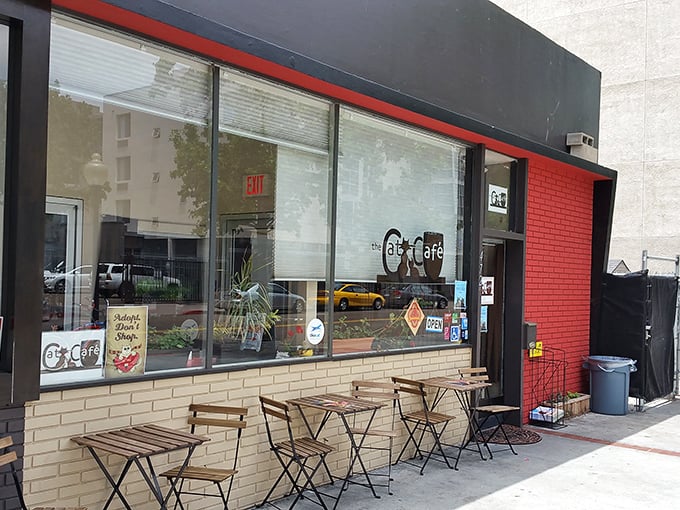 RAWR means 'I love you' in cat, and coffee in human. This cafe speaks both languages fluently.